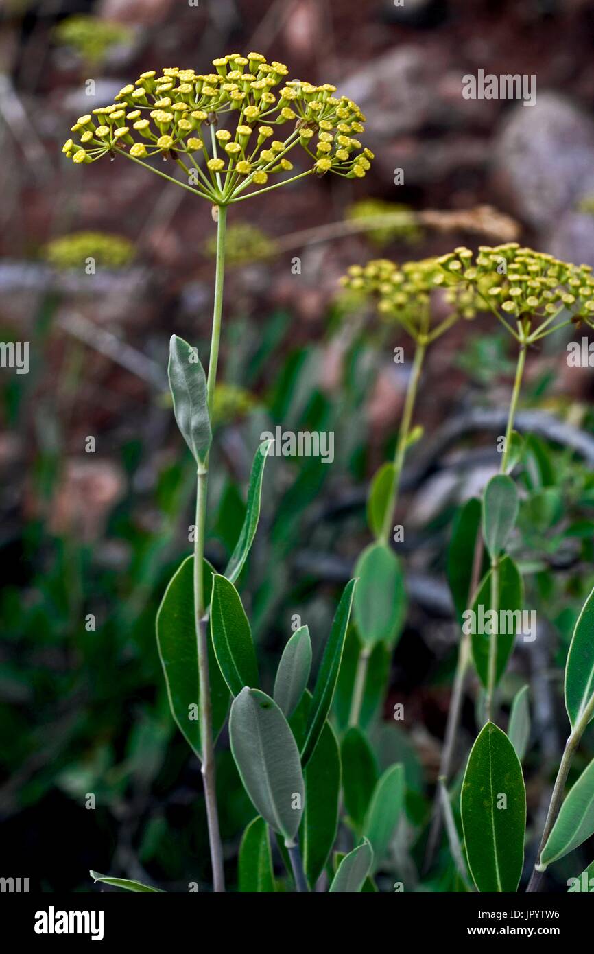 Blooming shrubby Hare's ear (Bupleurum fruticosum). Garrigue plant from ...