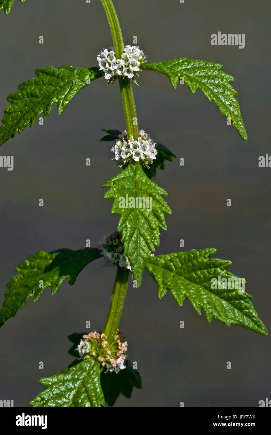 Blooming Gypsywort (Lycopus europaeus). Medicinal plant. Sant Llorenc ...