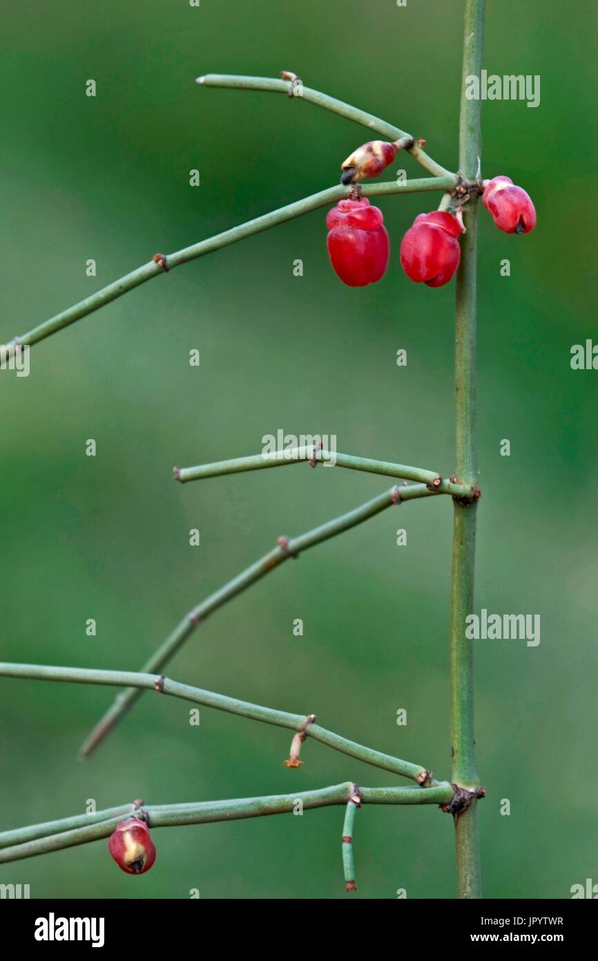 Ephedra nebrodensis hi-res stock photography and images - Alamy