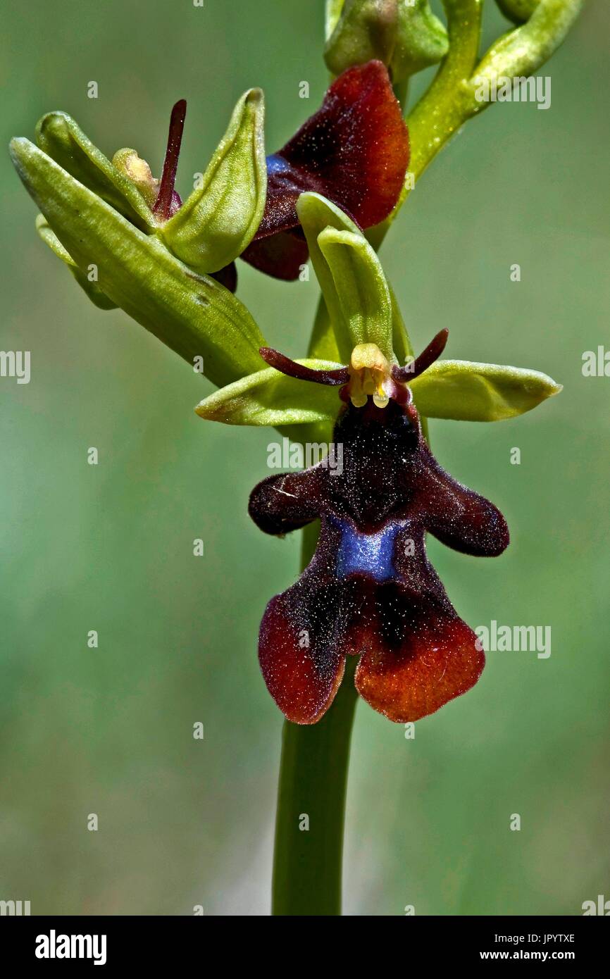Ophrys muscifera hi-res stock photography and images - Alamy