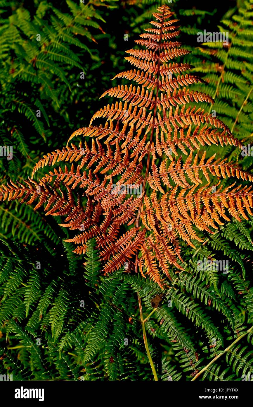 Eagle fern (Pteridium aquilinum) : part marcescence of the leaves in ...