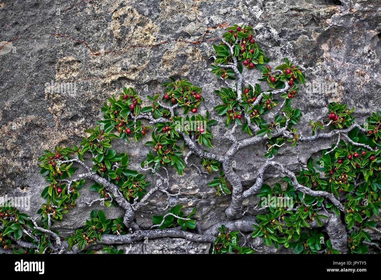 Rhamnus tree (Rhamnus pumilus) (Rhamnus alpinus) with its fruits on ...