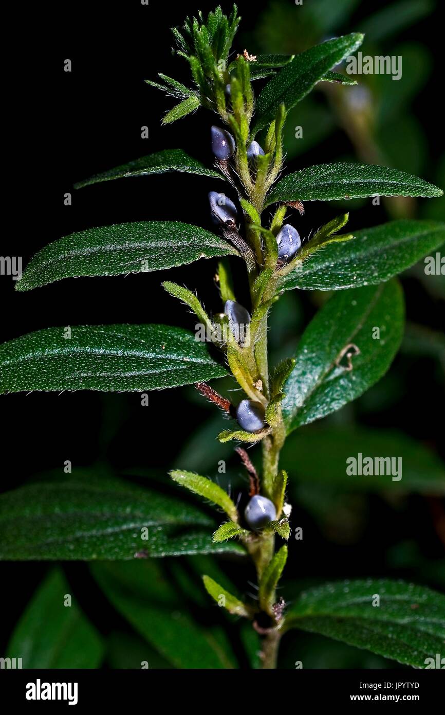 Common Gromwell (lithospermum officinale) with its fruits. Used as a ...