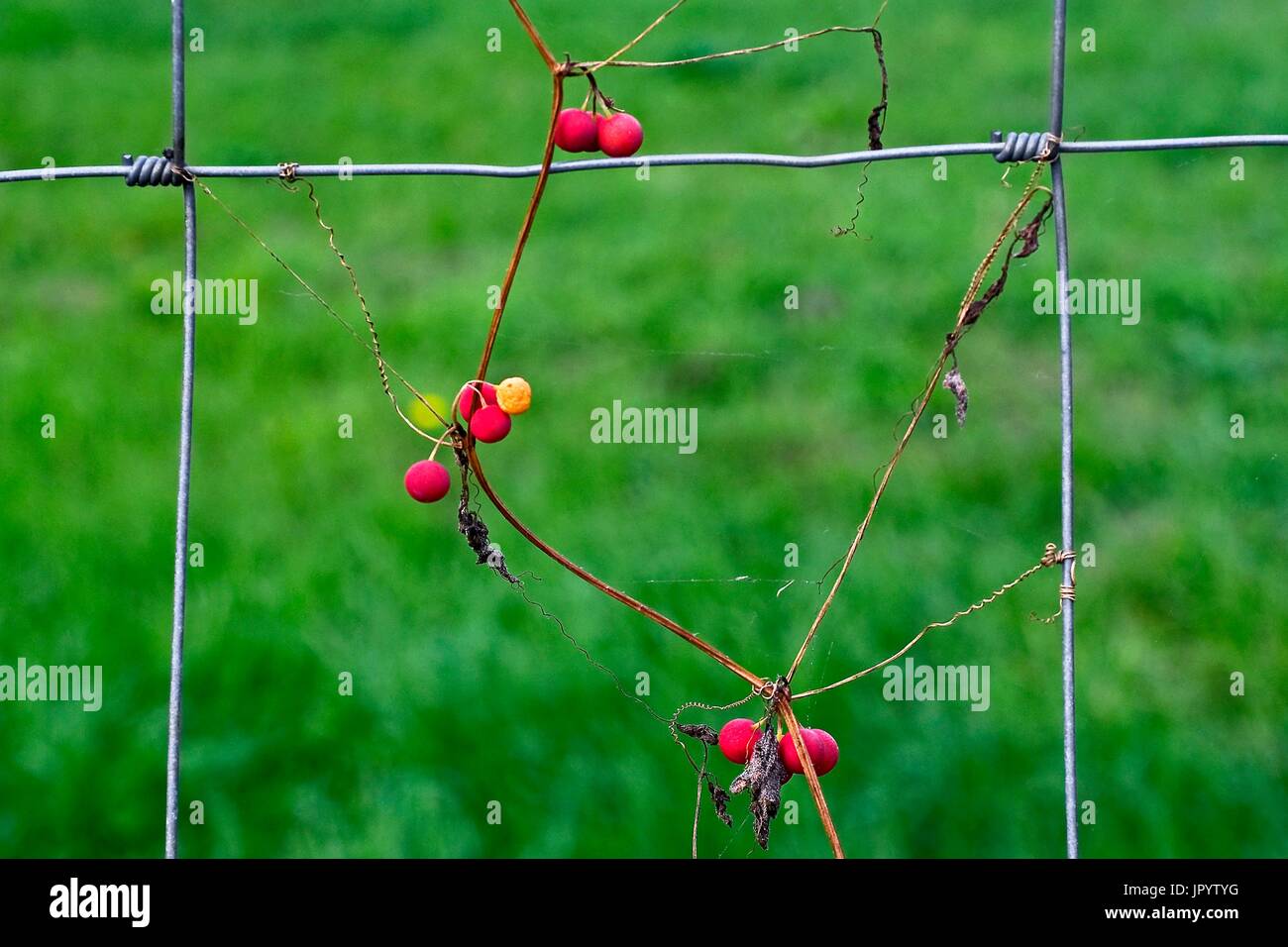 Red Bryony (Bryonia cretica dioica) on a metallic grid. Dry plant with ...