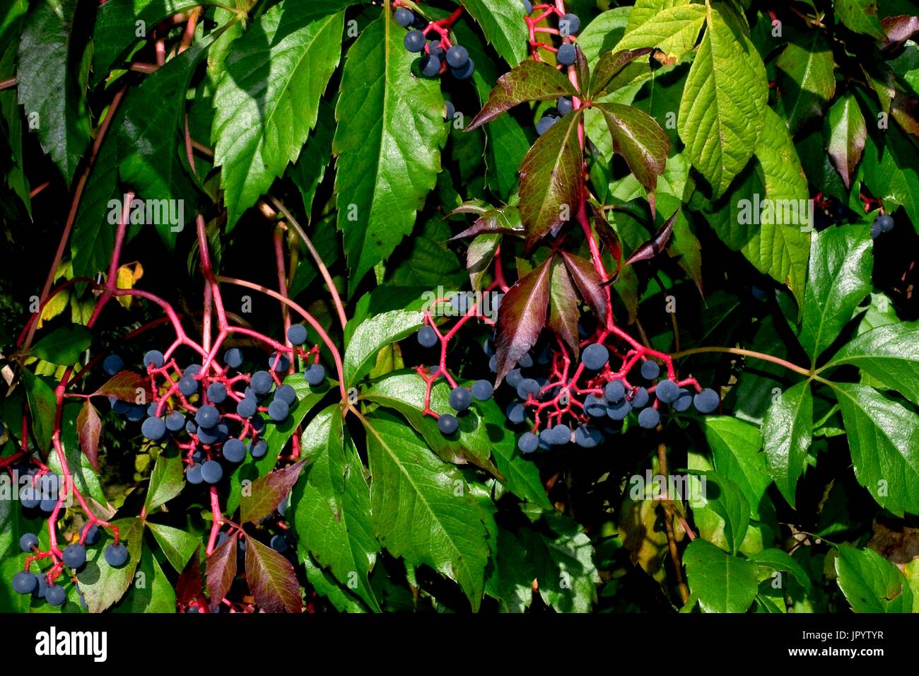 Virginia Creeper Berry Stock Photos & Virginia Creeper Berry Stock ...