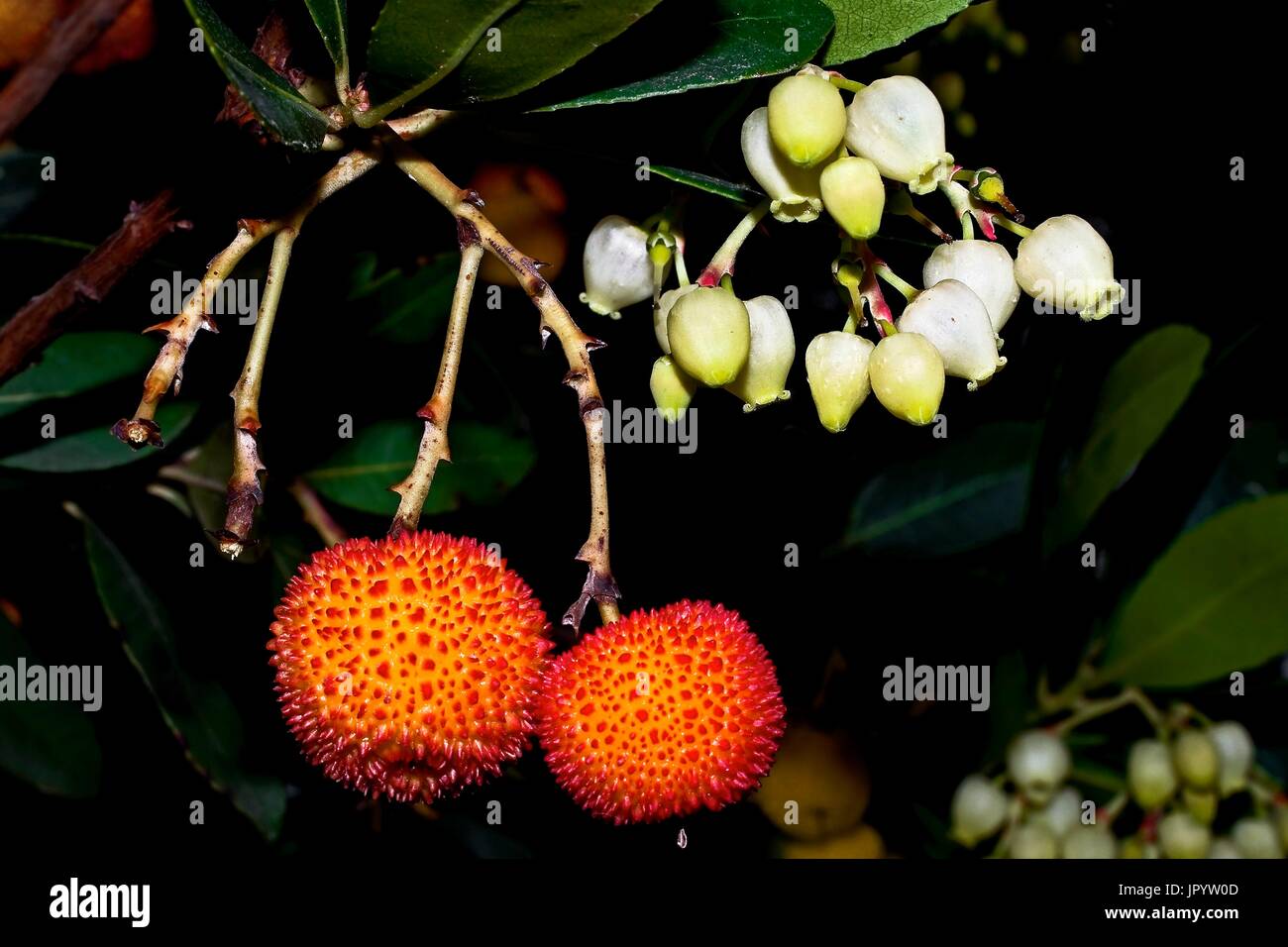 Strawberry tree (Arbutus unedo). The fruits (red berries) are edible ...