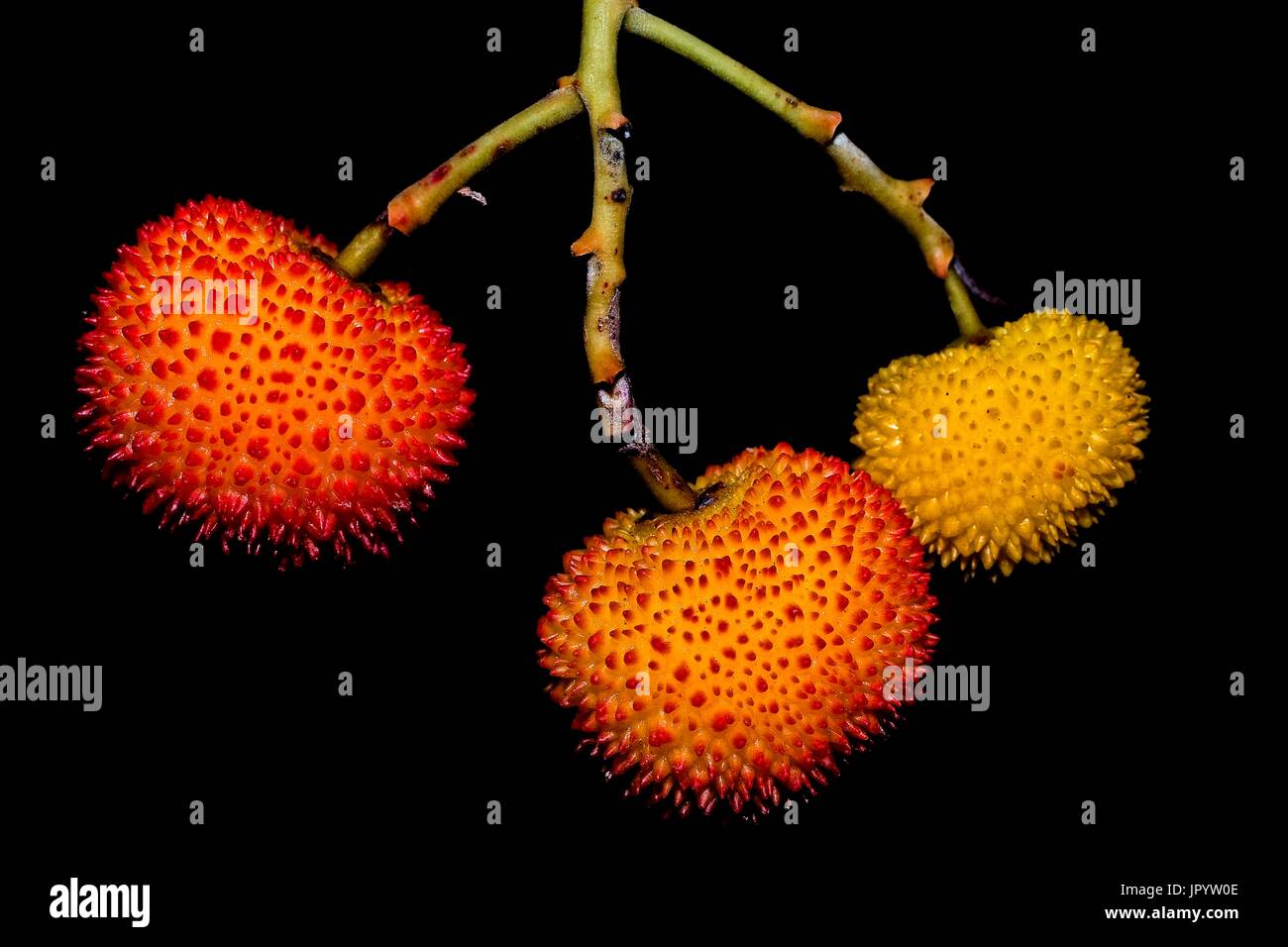 Ericaceae tree species hi-res stock photography and images - Alamy