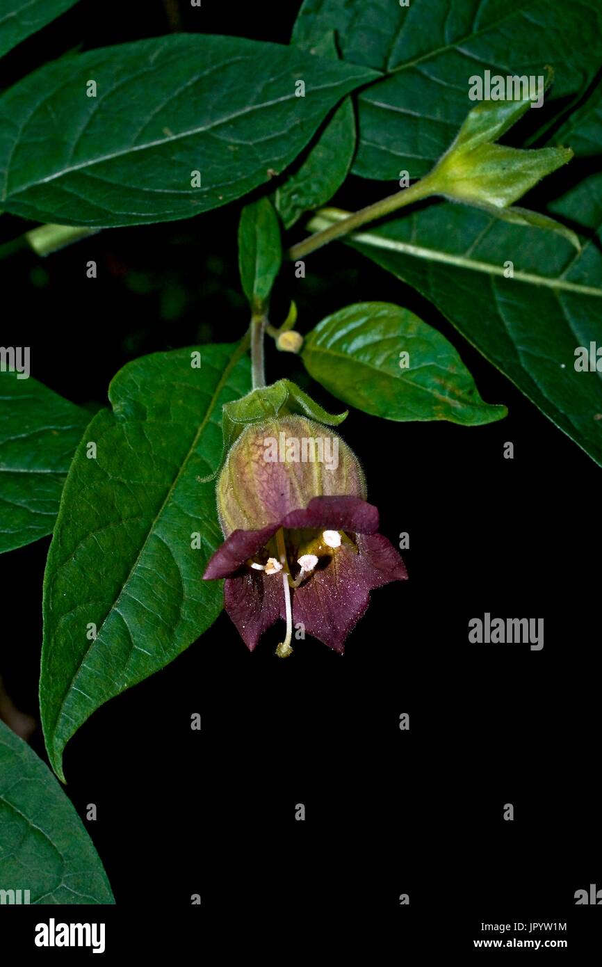 Scopolamine High Resolution Stock Photography and Images - Alamy