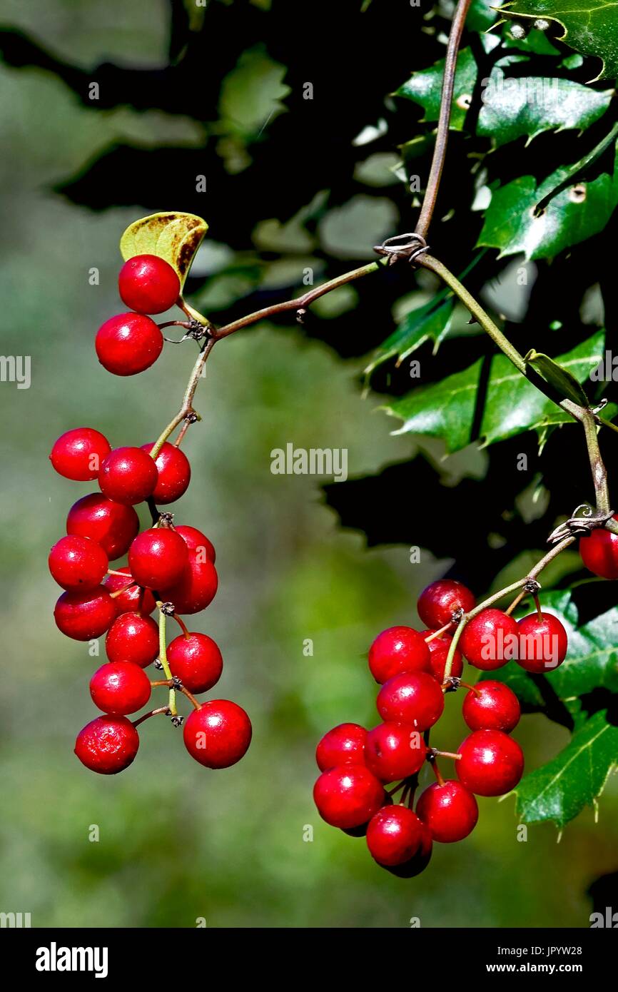 Common smilax (Smilax aspera) in winter, with its fruits ripped. Used ...