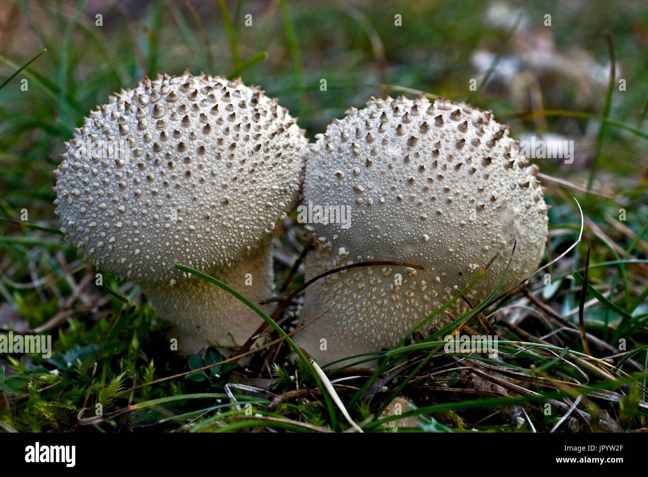 Common Puffball (Lycoperdon perlatum) on a Scotch pine (Pinus ...