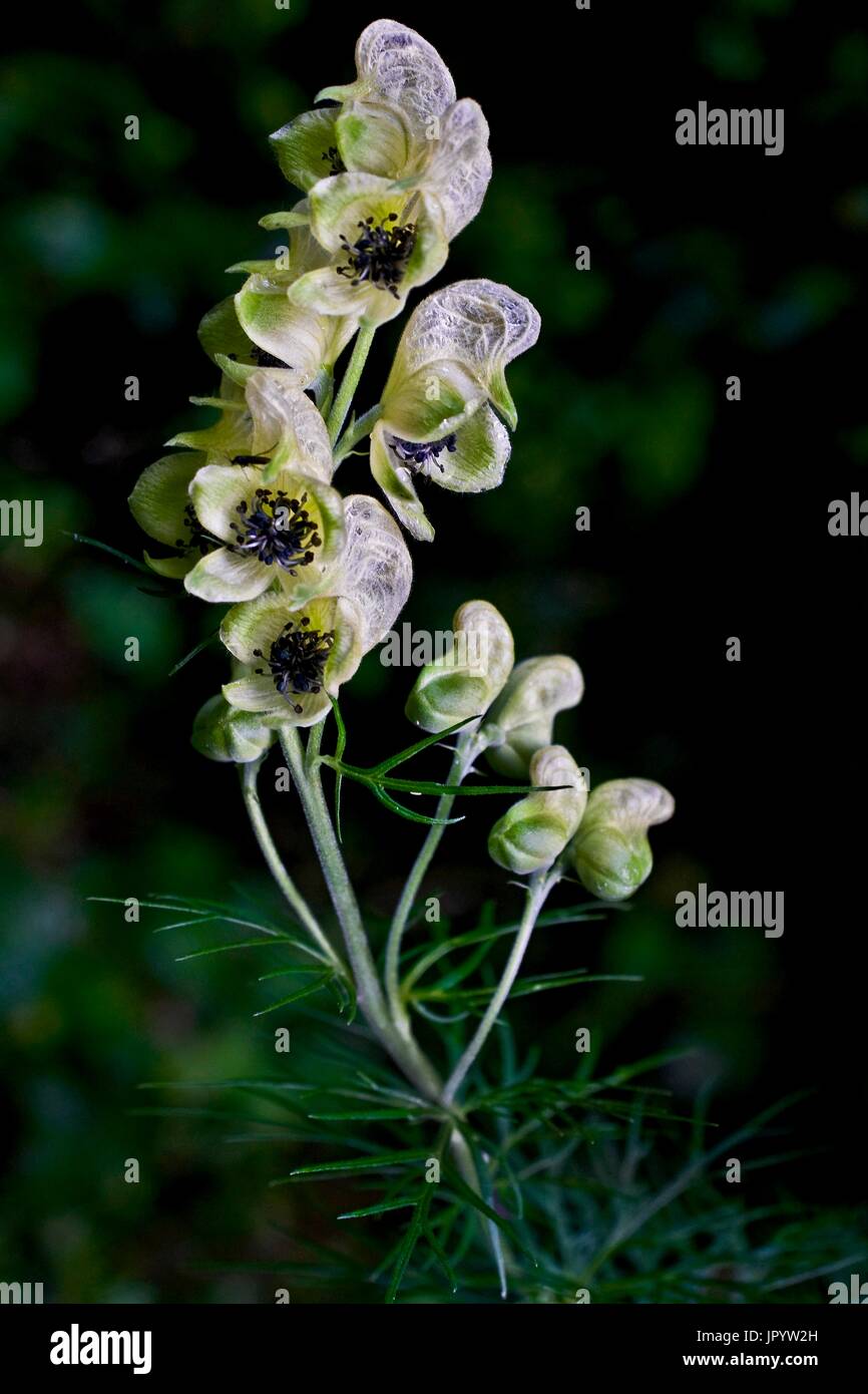 Blooming Yellow Monkshood (Aconitum anthora). Toxic Plant. Valle de ...