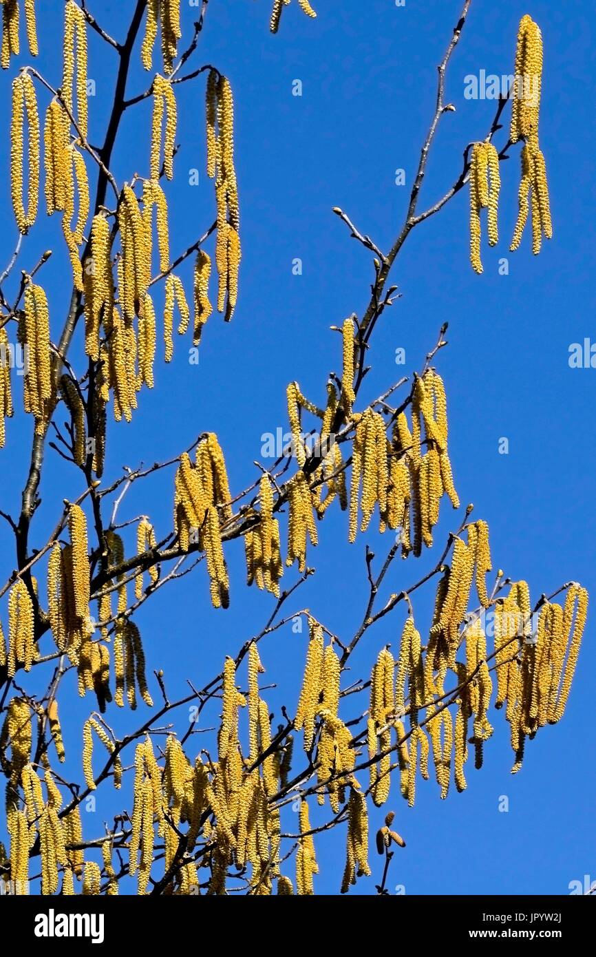 Common filbert (Corylus avellana) with male catkins and female flowers ...