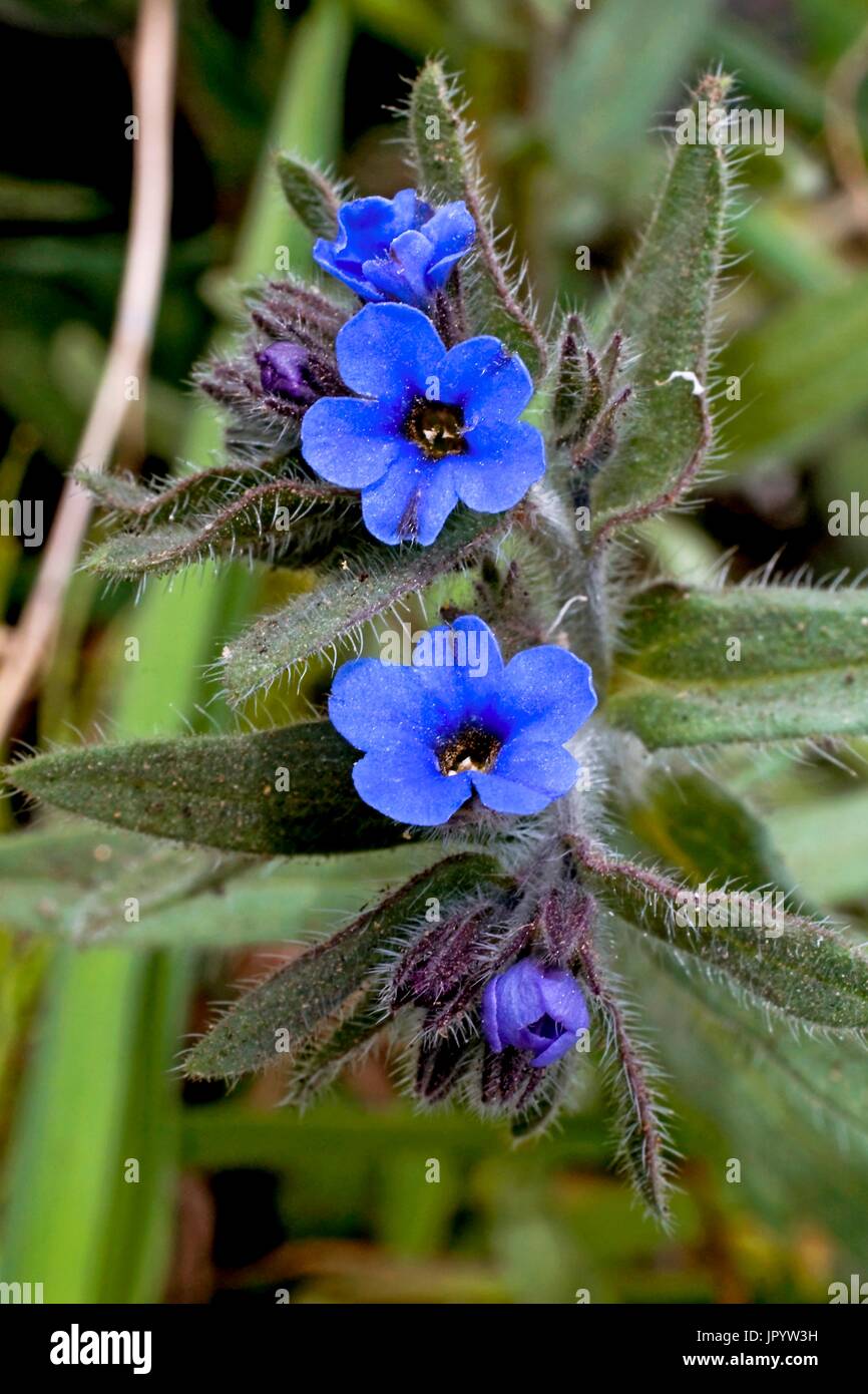 Dyers alkanet alkanna tinctoria hi-res stock photography and images - Alamy