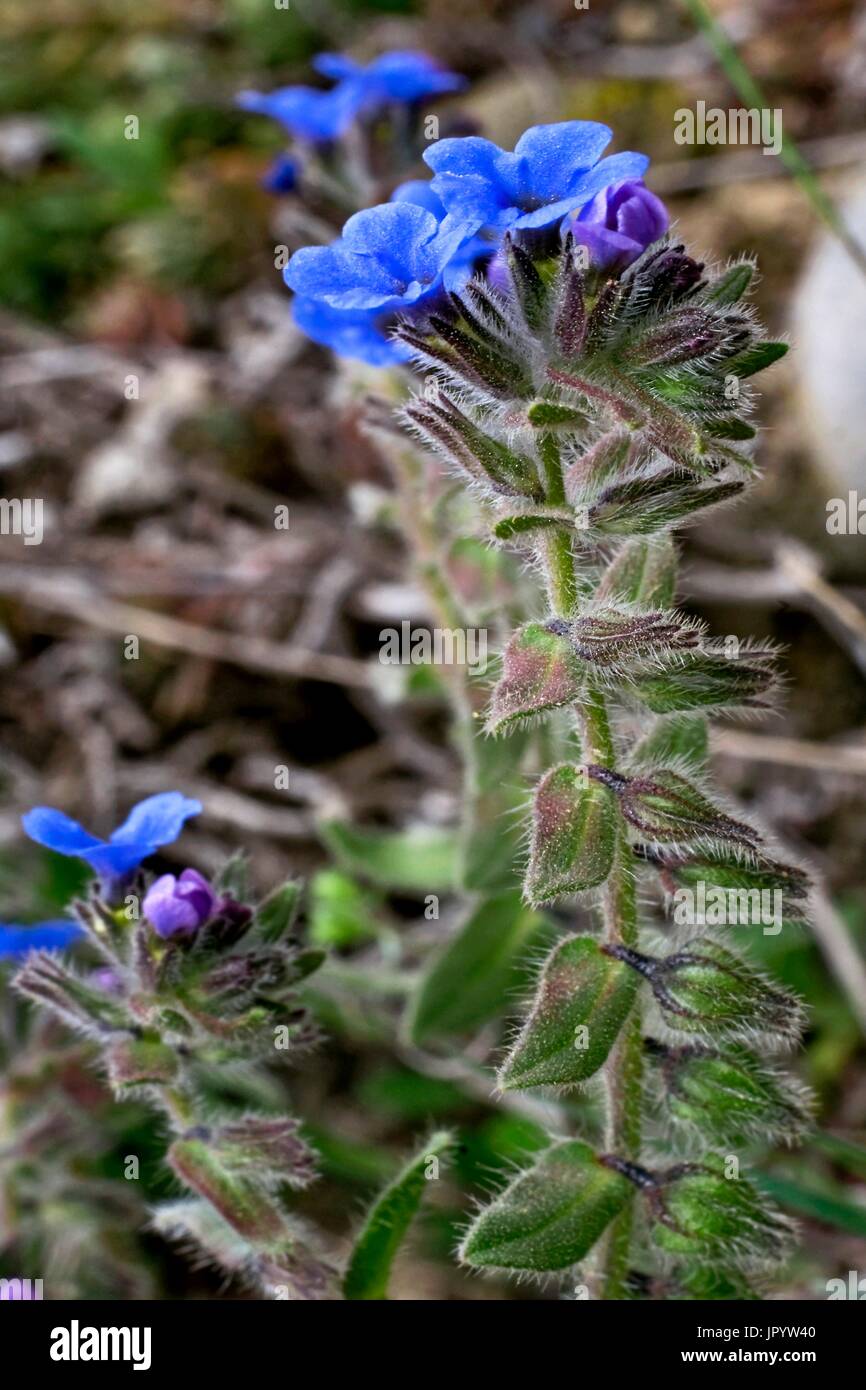 Blooming dyer's alkanet (Alkanna tinctoria Tausch). Its red roots used ...
