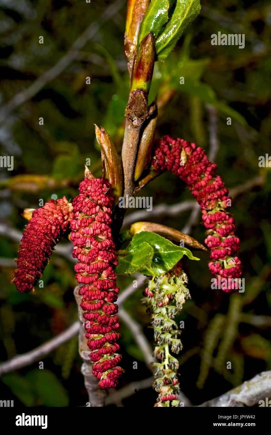 Black cottonwood (Populus nigra) male catkins. Spring. Used as a ...