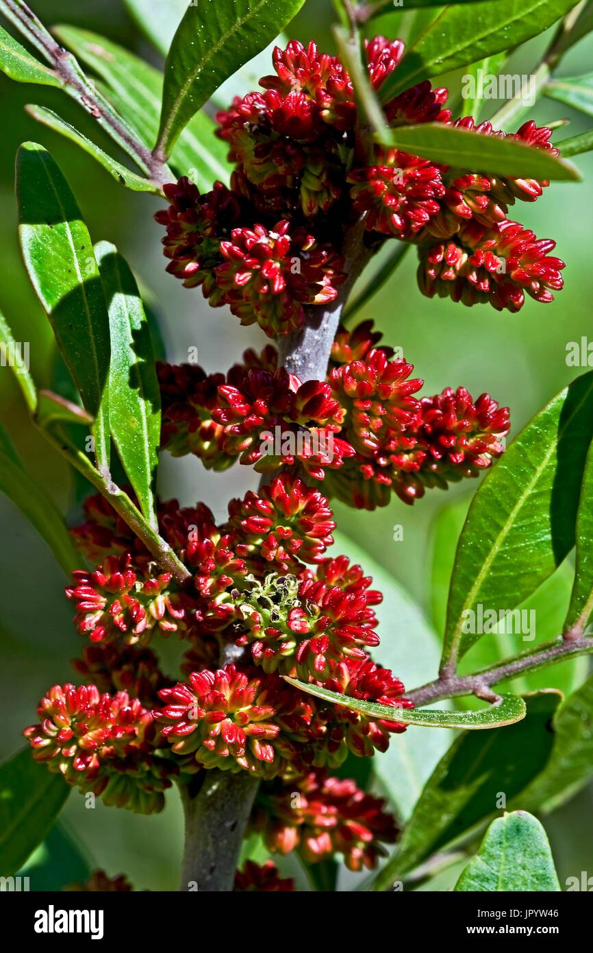 Mastic pistacia lentiscus hi-res stock photography and images - Alamy