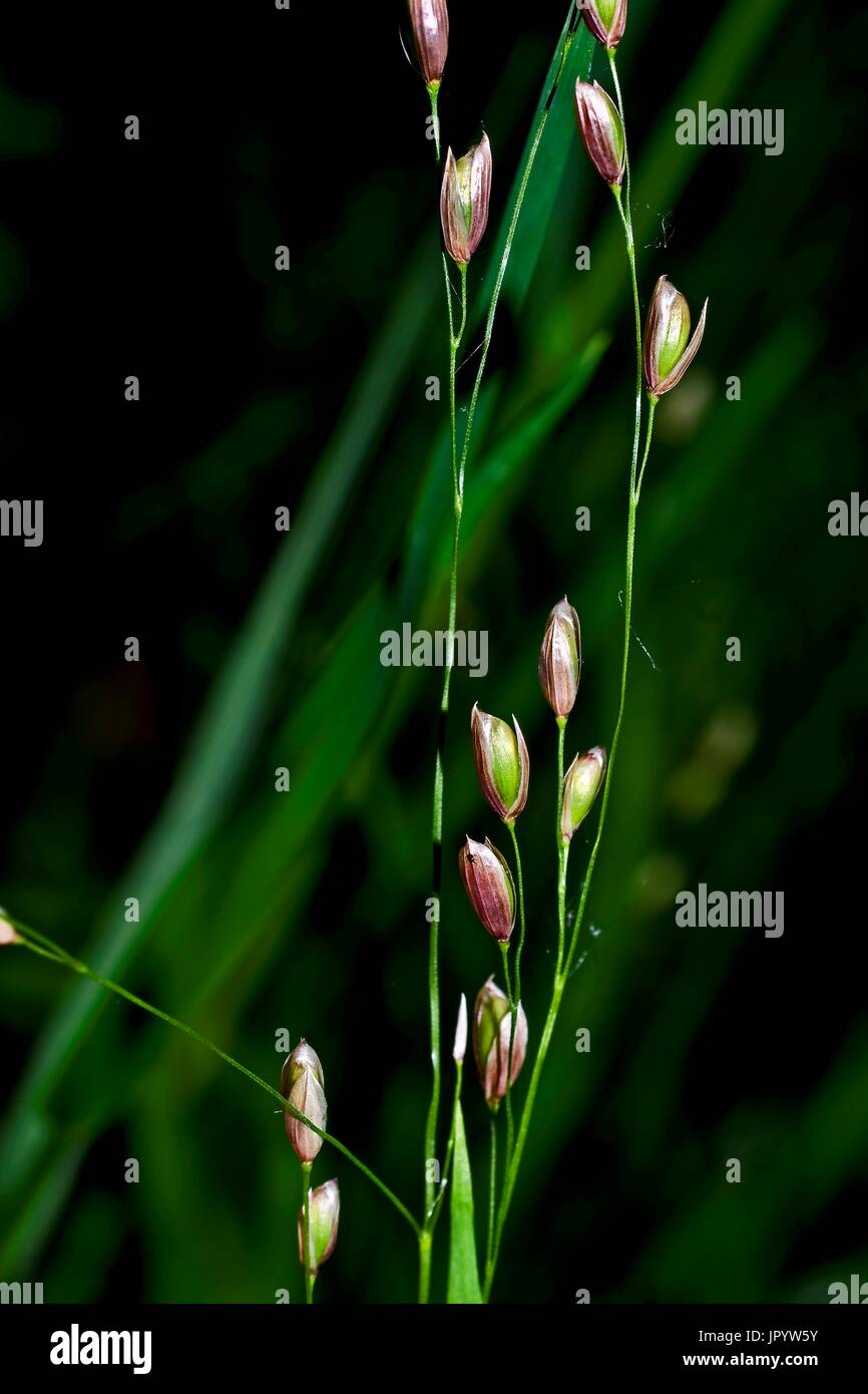 Wood melick (Melica uniflora Retz.): detail of the ear. Olot. Garrotxa ...