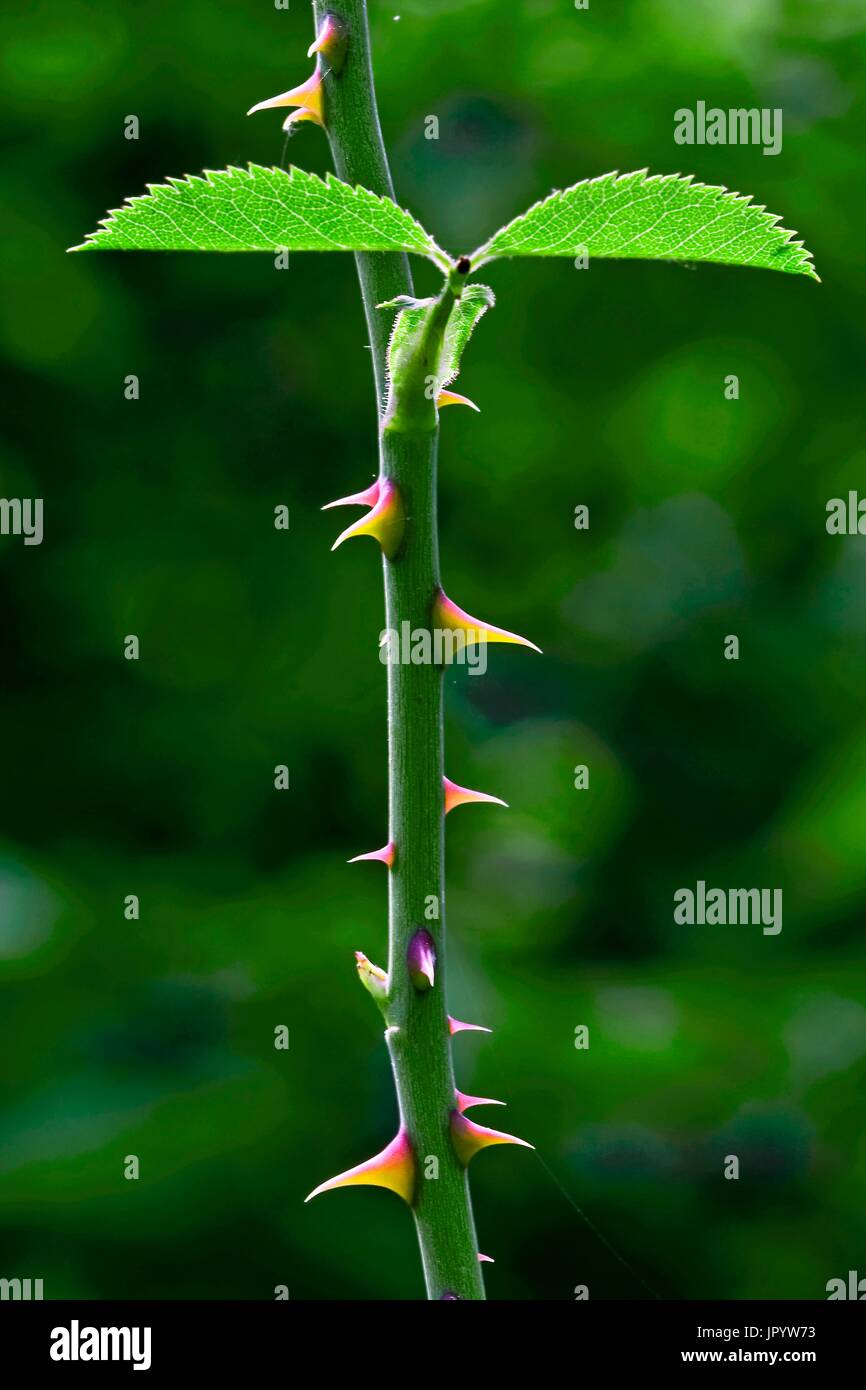 Dog-rose (Rosa canina): detail of a stem with thorns and leaves. Spring ...