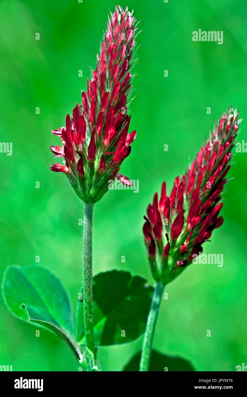 Crimsom clover (Trifolium incarnatum L.) in bloom. Food plant (cattle ...