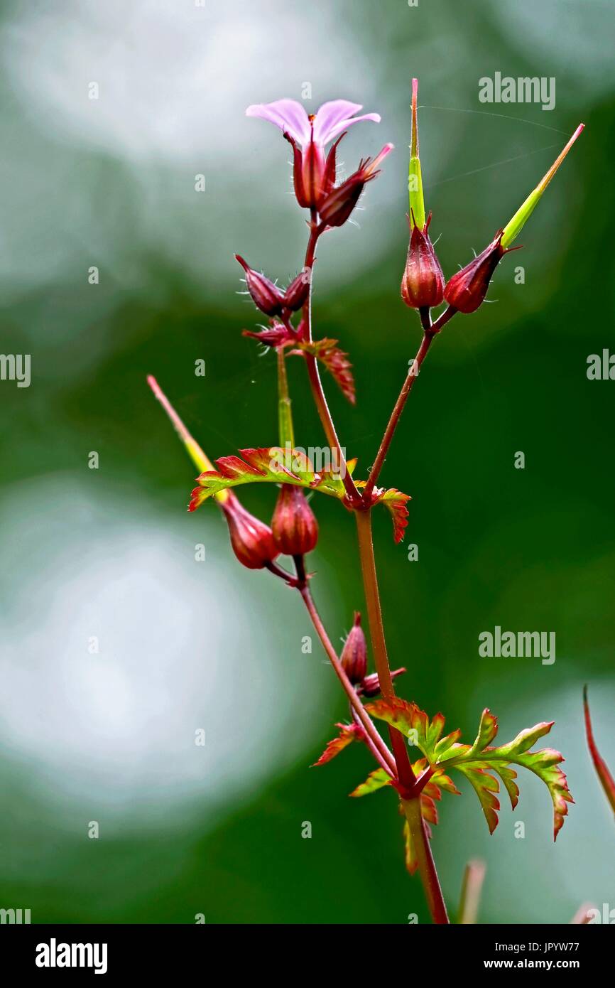 Little-Robin (Geranium robertianum L. subsp. purpureum). Detail of the ...