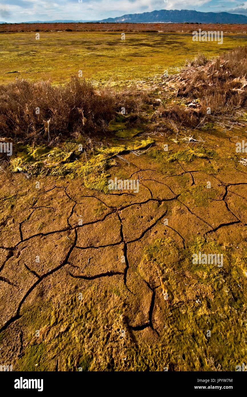 Dry lagoon in winter in Delta de l'Ebre Natural Park. Lagoon with ...