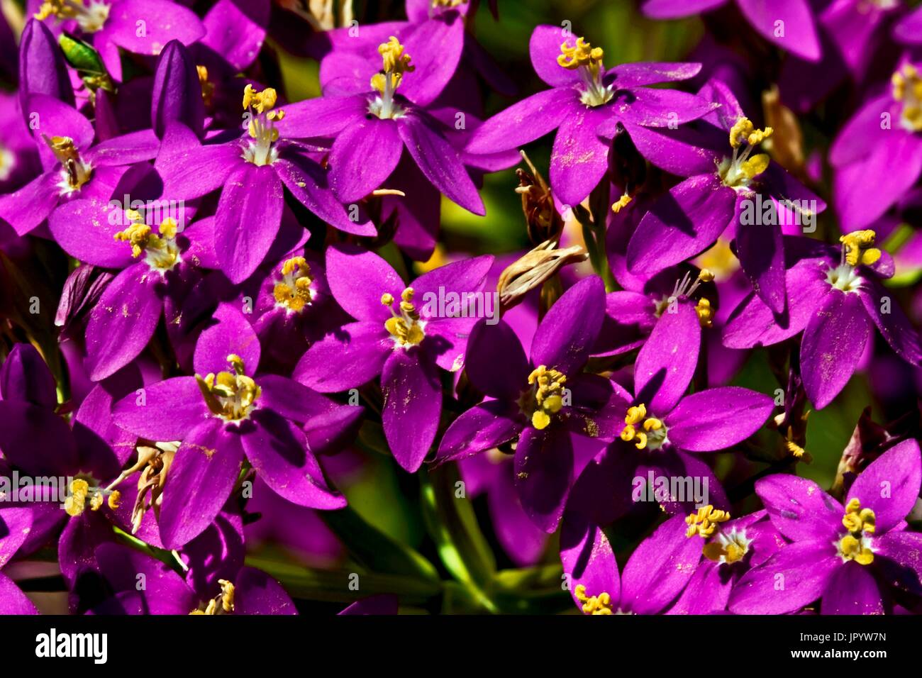 Common centaury (Centaurium erythraea) (=Centaurium umbellatum). Used ...