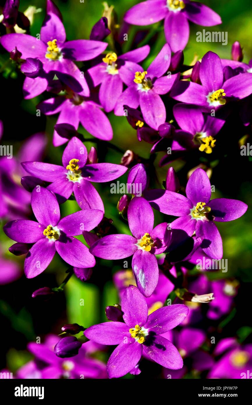 Centaury herb High Resolution Stock Photography and Images - Alamy