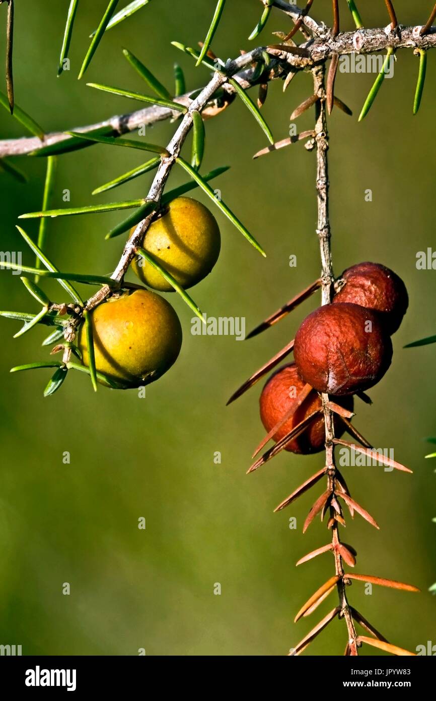 Prickly juniper (Juniperus oxycedrus) with its fruits. Used as a ...