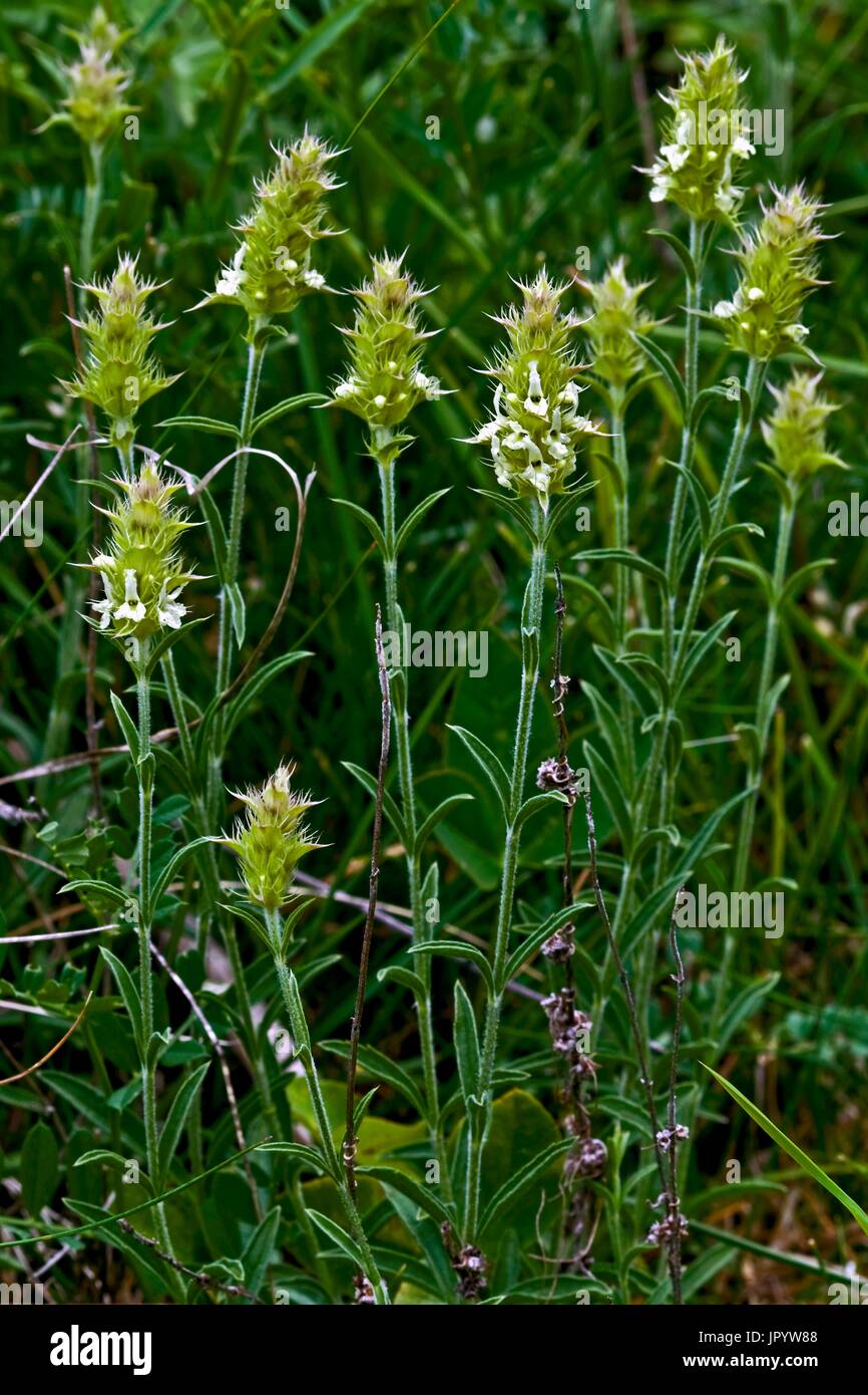 Sideritis hyssopifolia. Used as a medicinal plant. Alta Ribagorca ...