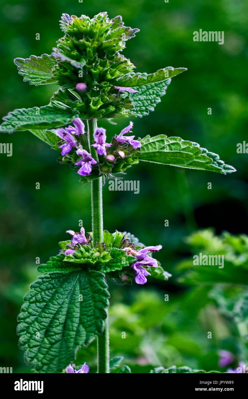 Black horehound hi-res stock photography and images - Alamy