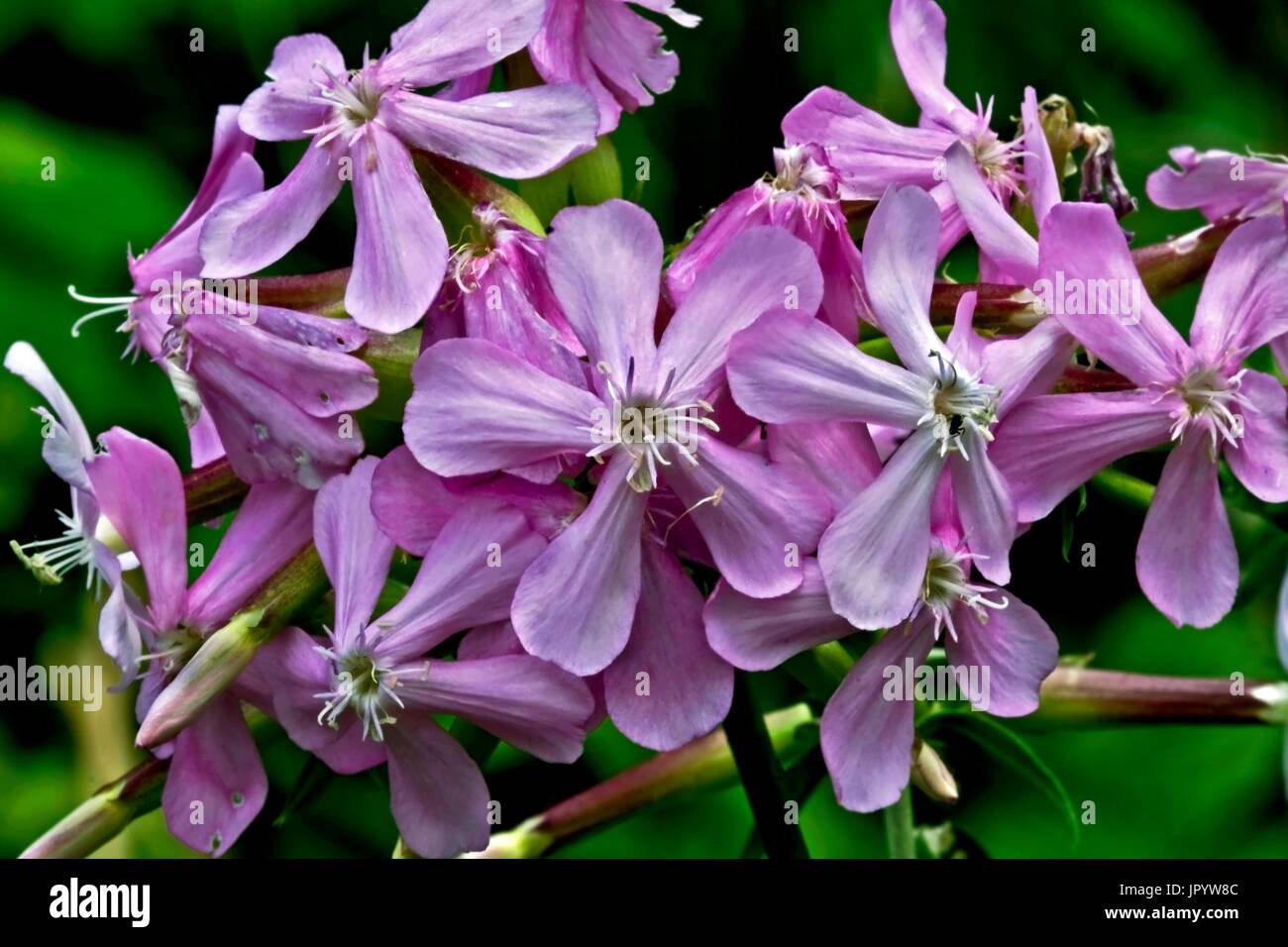 Saponaria flower hi-res stock photography and images - Alamy