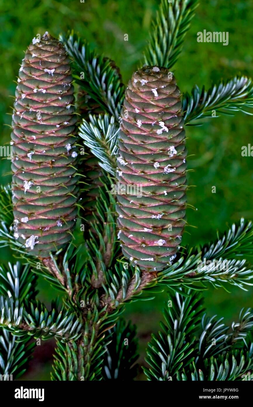 Fir tree (Abies alba Mill.) cone. Used as a medicinal plant. Val d'Isil ...