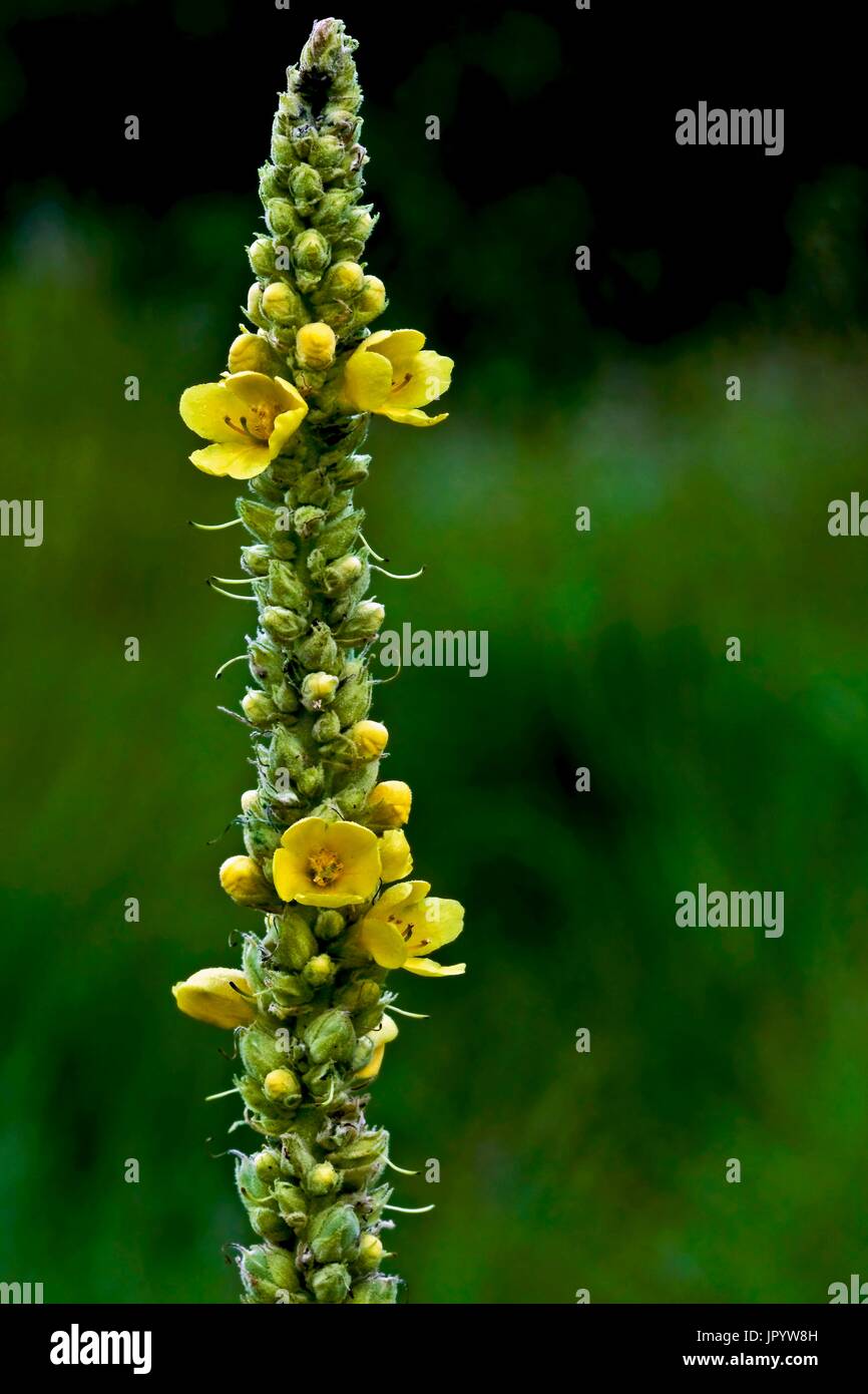 Mullein Medical Uses