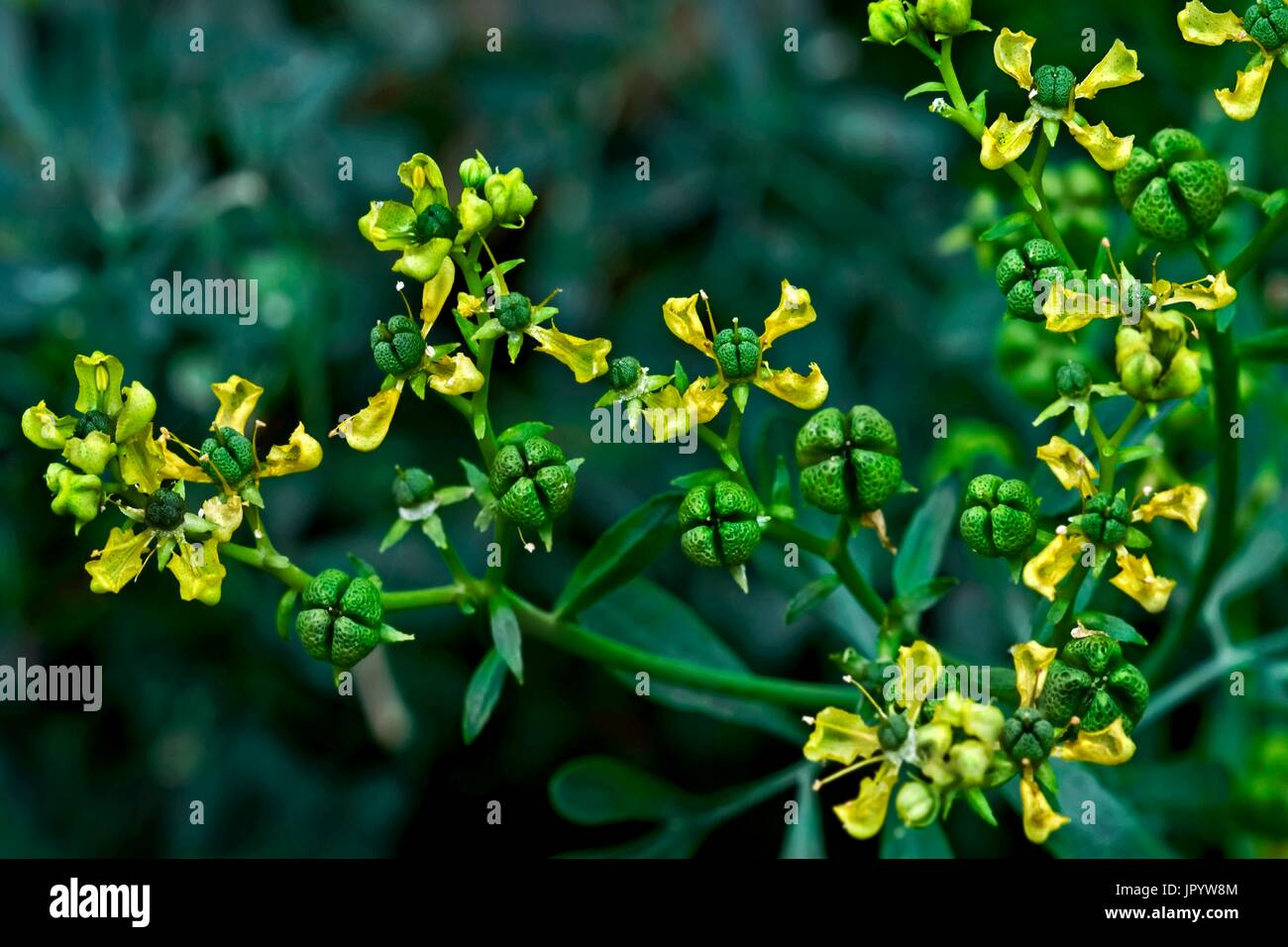 Common rue (Ruta graveolens L.) with its flowers and fruits. Used as a ...