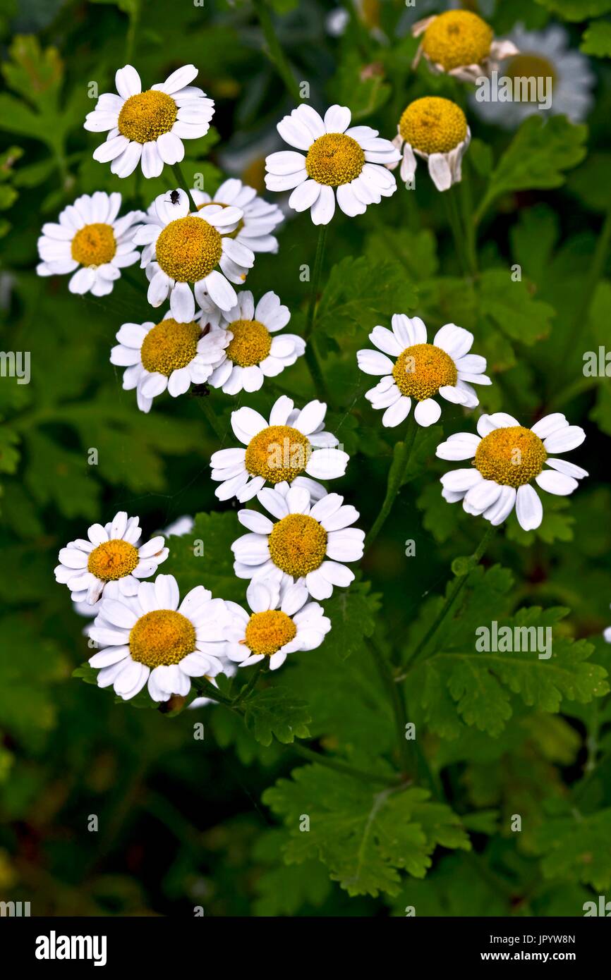 Feverfew Flower Tanacetum Parthenium High Resolution Stock Photography and Images - Alamy