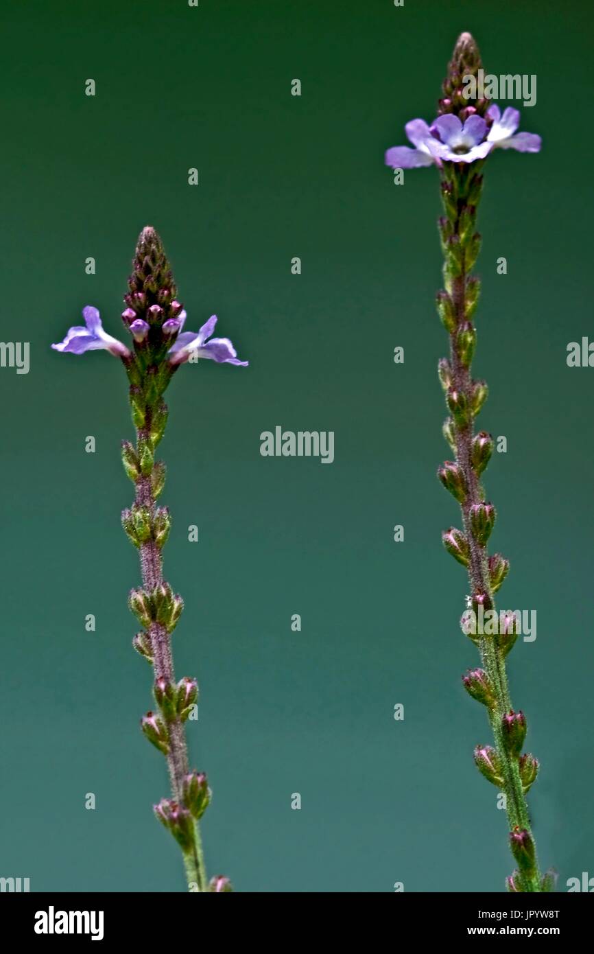 Common vervain (Verbena officinalis L.) in bloom. Used as a medicinal ...