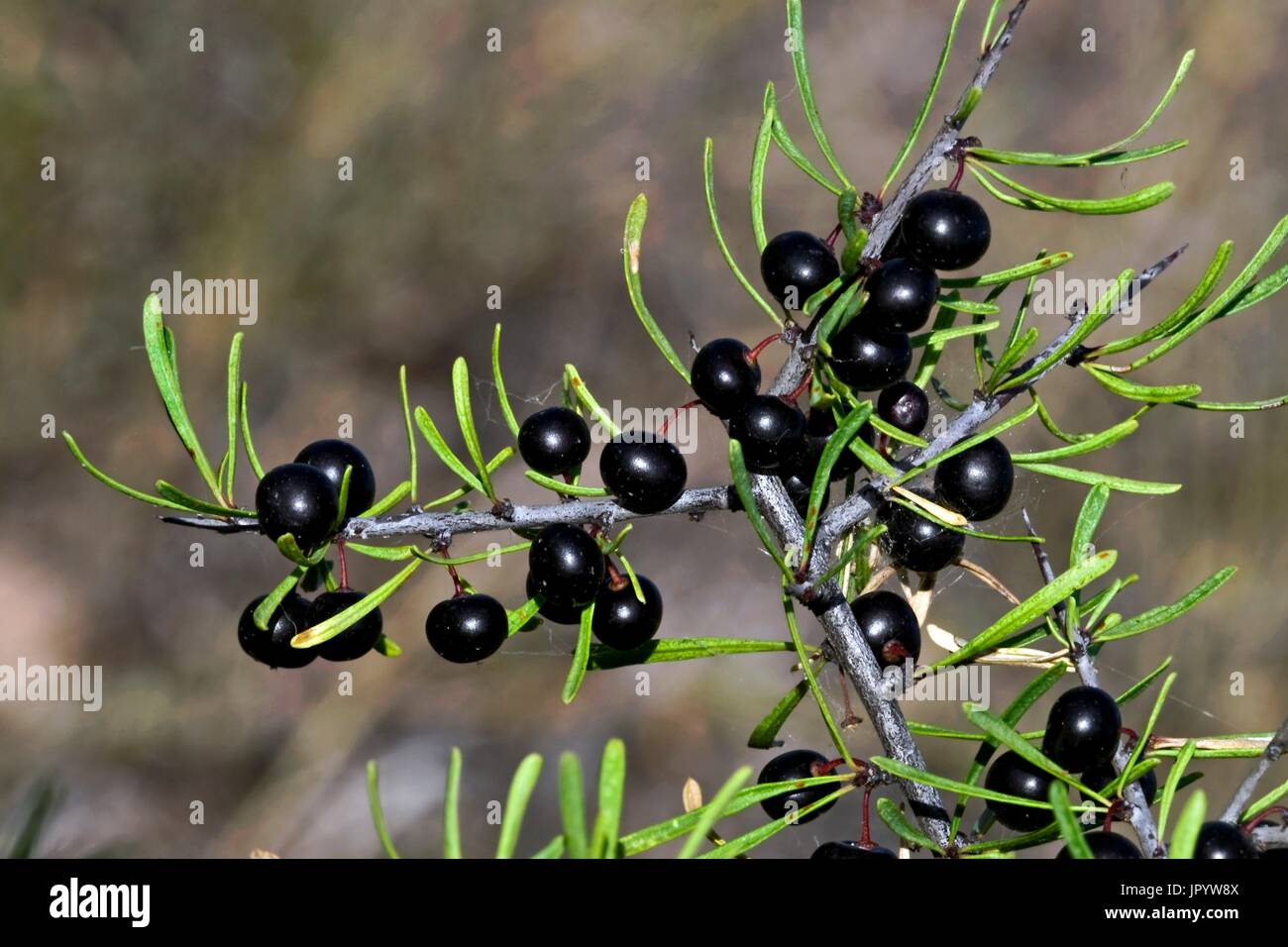 Black hawthorn (Rhamnus lycioides) with its fruits. Sant Llorenc de ...