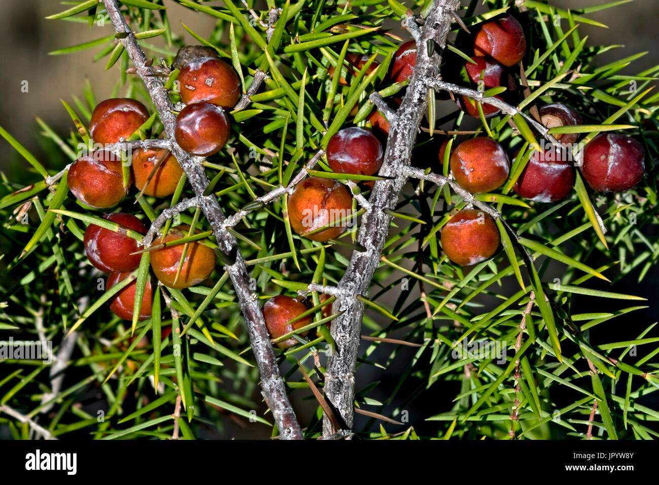 Prickly juniper (Juniperus oxycedrus L.) with its fruits. Used asa ...