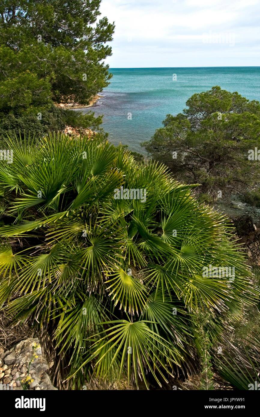 Dwarf Fan Palm Stock Photos & Dwarf Fan Palm Stock Images - Alamy