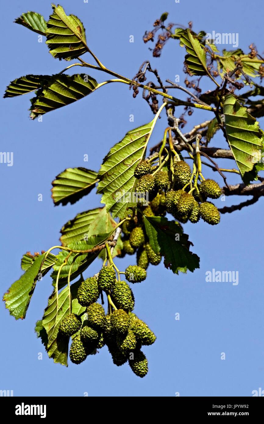 Common alder (Alnus glutinosa (L.) Gaertn.) with fruits and a blue sky ...