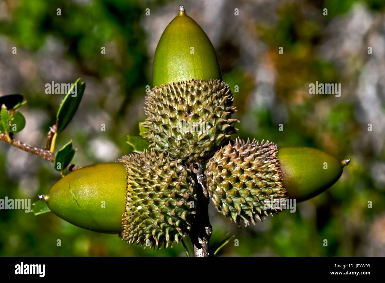 Kermes oak (Quercus coccifera L.): three acorns on a branch. Typical ...