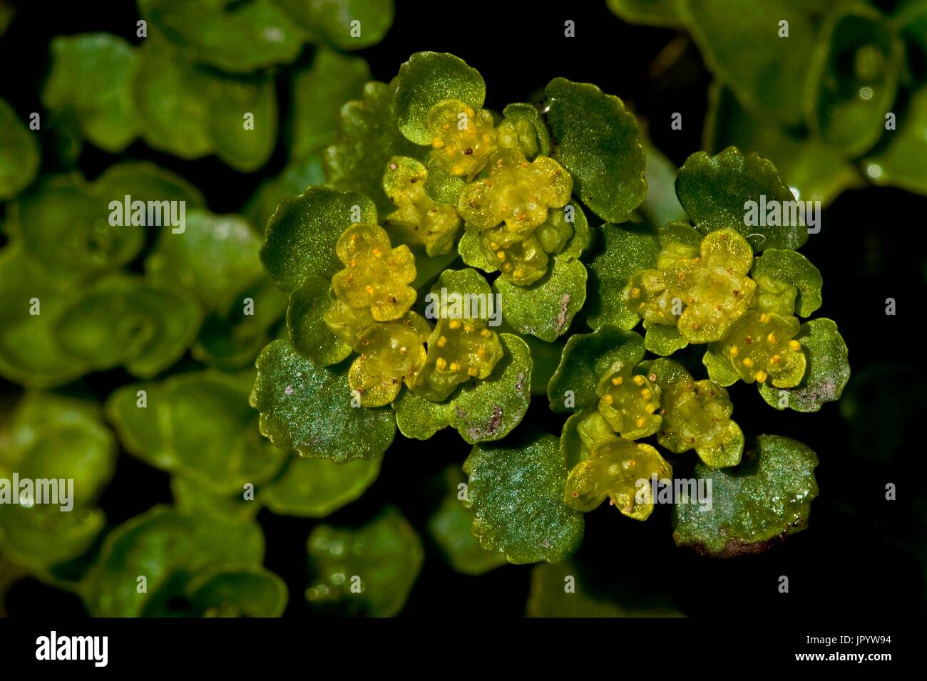 Opposite-leaved golden saxifrage (Chrysosplenium oppositifolium L.) in ...