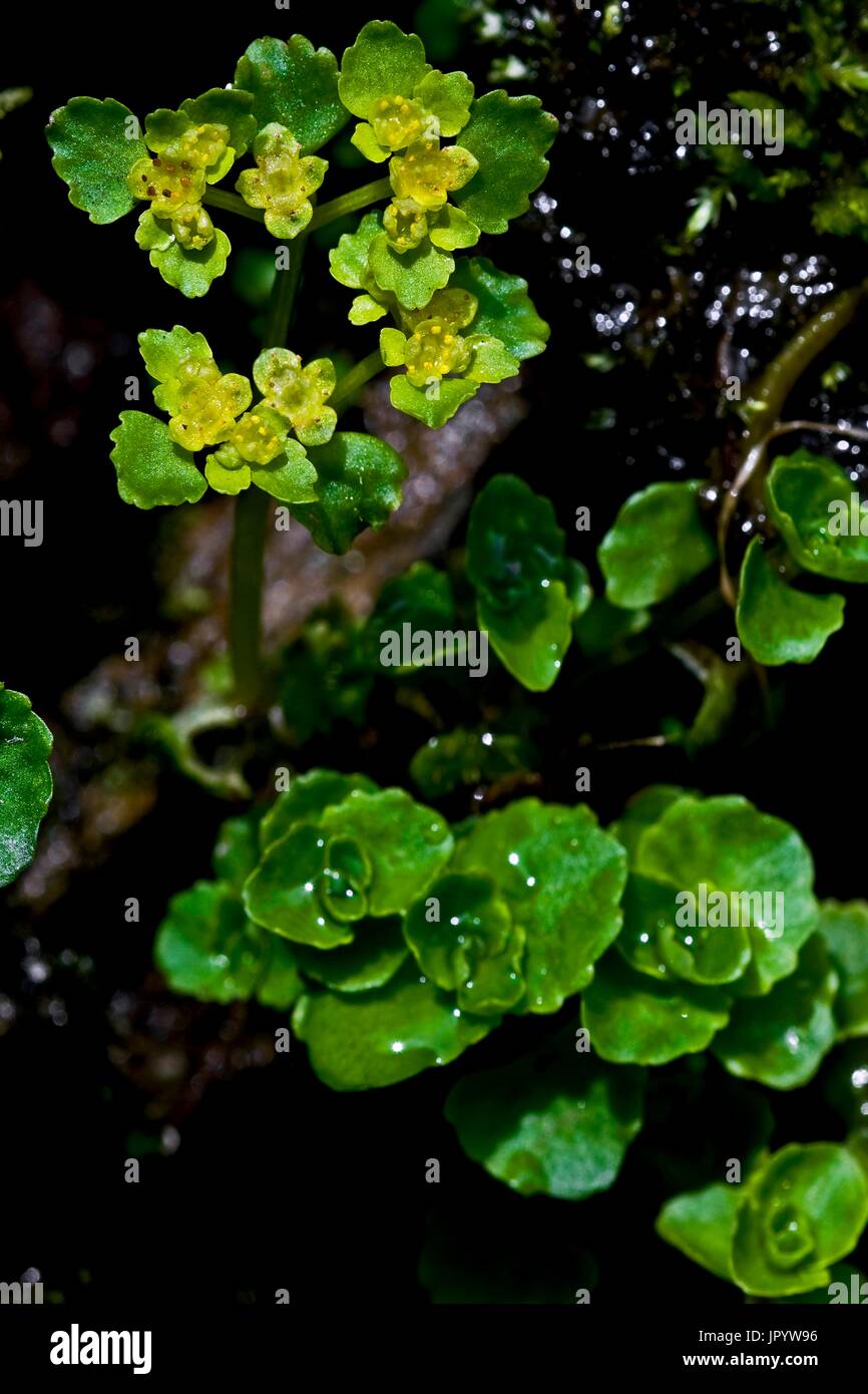 Opposite-leaved golden saxifrage (Chrysosplenium oppositifolium L.) in ...