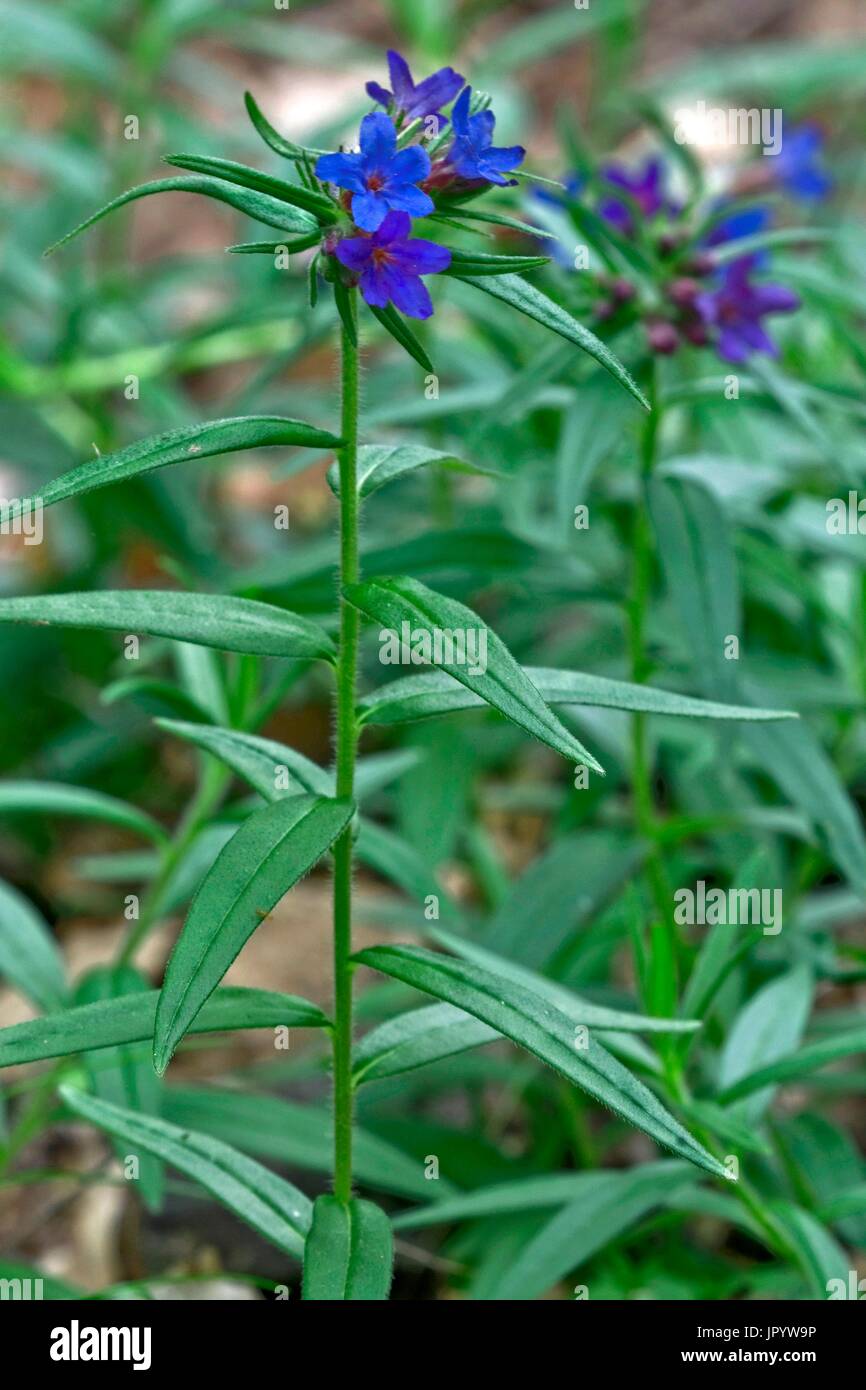 Art & Collectibles Lithographs Prints Lithospermum purpurocaeruleum ...