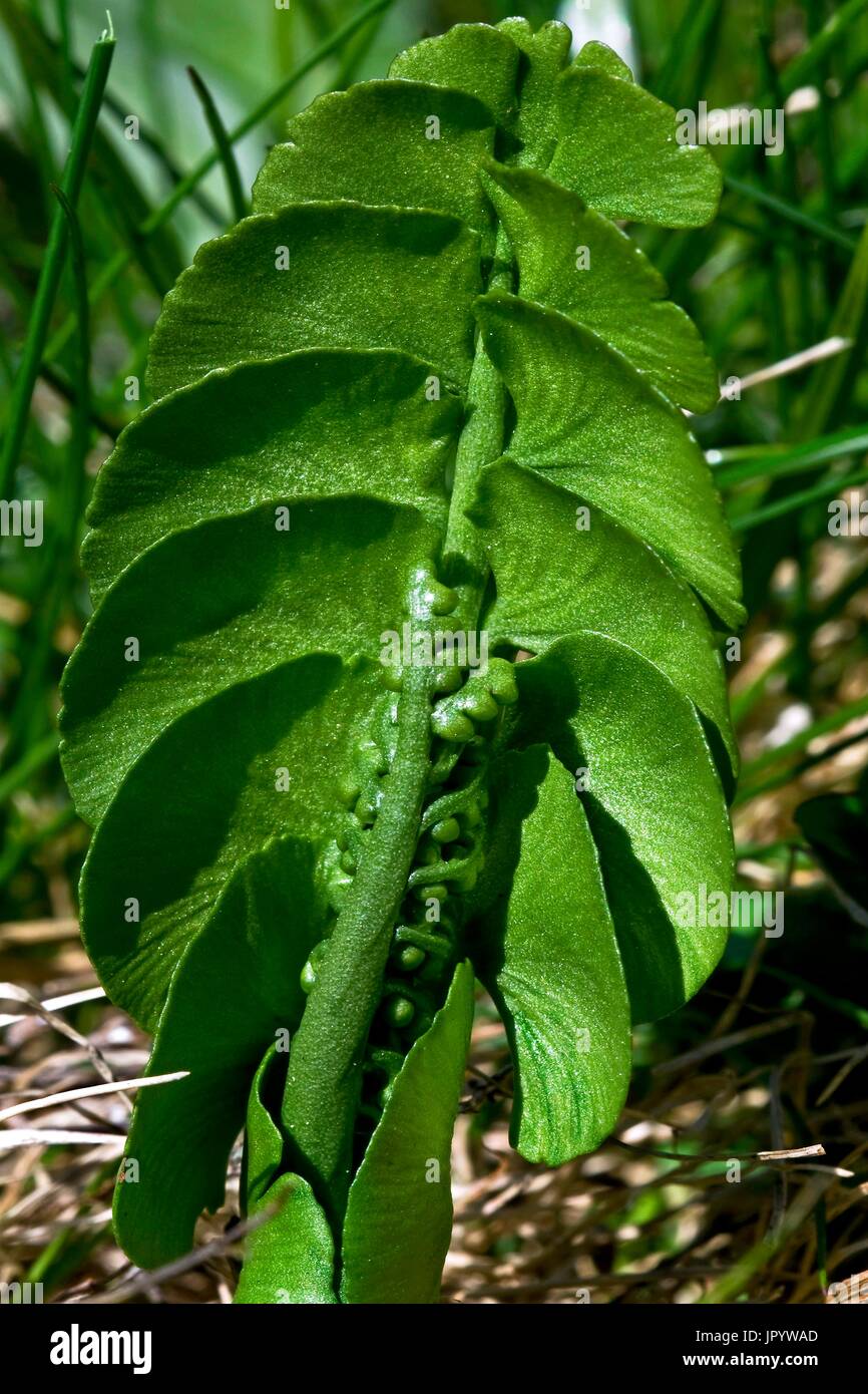 Common moonwort (Botrychium lunaria (L.) Sw.) with sporangium. Fern on ...
