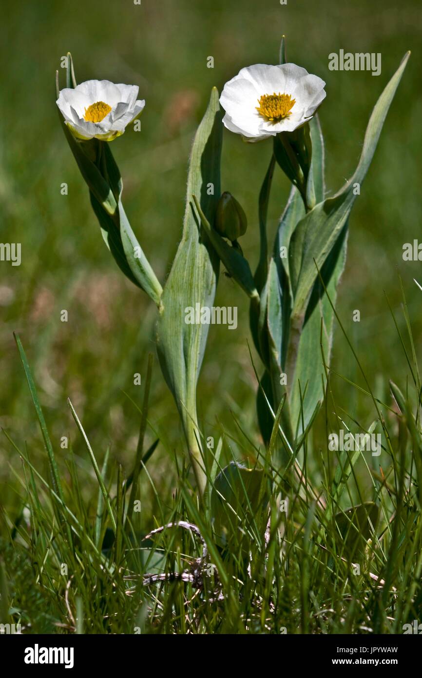 Blooming Pyrenean buttercups (Ranunculus amplexicaulis L.). Pyrenees ...