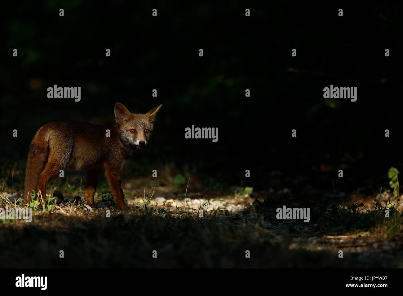 Red fox (Vulpes vulpes) in a light task, France Stock Photo - Alamy