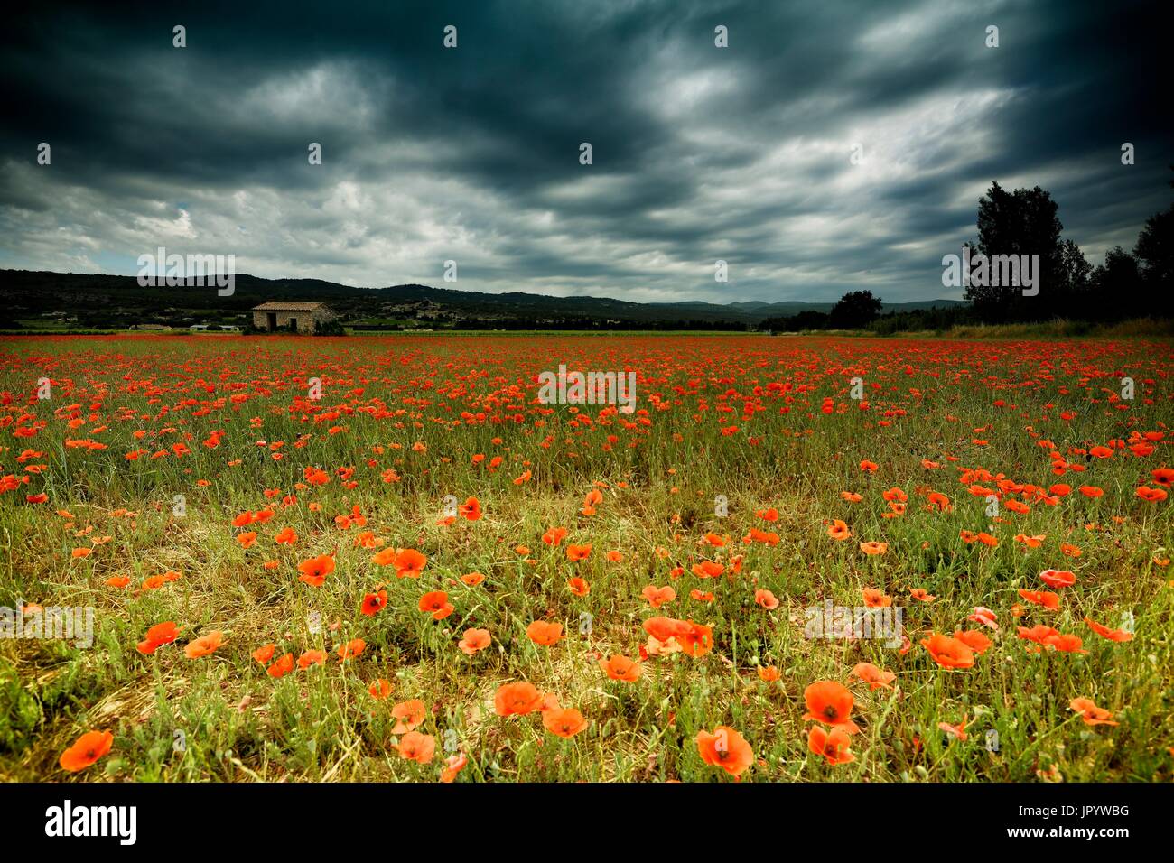 Poppy Field (Papaver rhoeas) under a stormy sky, Provence, France Stock ...