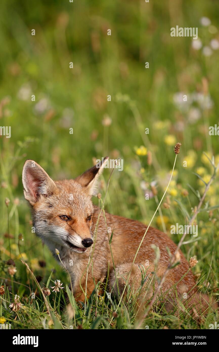 Red Fox (Vulpes vulpes) sitting in grass, France Stock Photo - Alamy