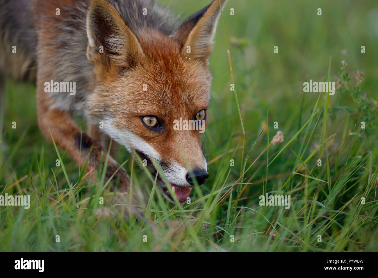 Portrait of Red Fox (Vulpes vulpes), France Stock Photo - Alamy